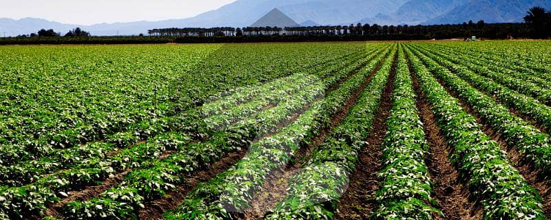 Open Agricultural Land For Farm House Or For Farming Barki Road, Cantt ...