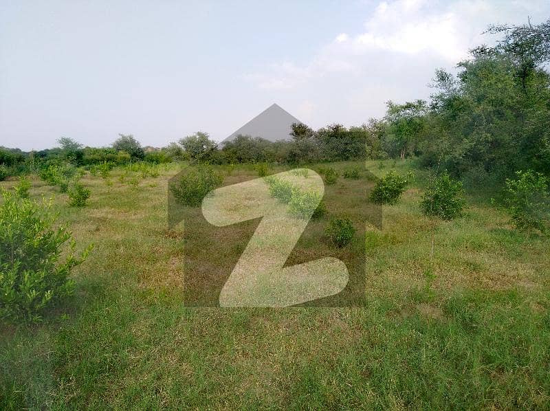 400 Kanal Agricultural land (fruit Orchard Bagh, Shed & Dam) For Thaika ...