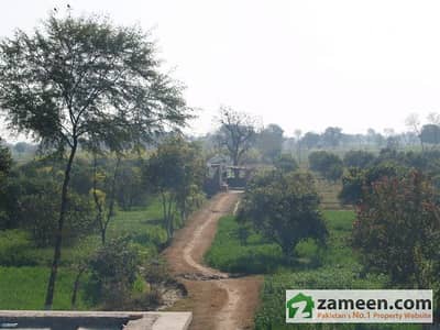 Agriculture Land Covered By Orange Farm - Golden Opportunity For Orange ...