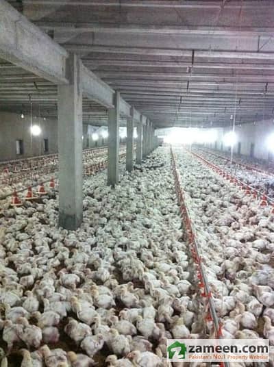 Four (4) Poultry Control Sheds For Rent Samundari Road, Faisalabad ...