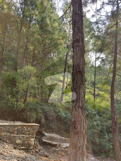 Plot # 142 sale for future investment or living. Pine City Housing Society, Pir Sohawa Road, Pir ...