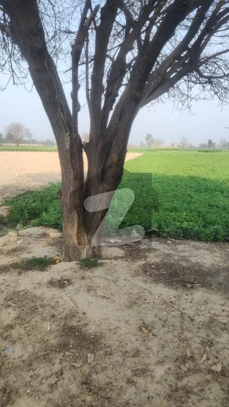 10 Kanal Agriculture Land Available For Sale In Raja Jang Raiwind To ...