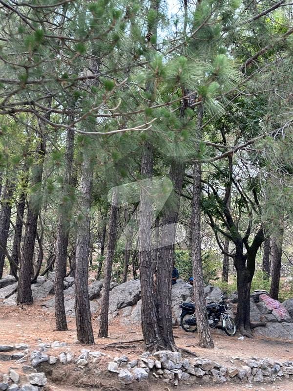 Pine City Pir Sohawa Near To Monal Restaurant Kanal Plot For Sale Pine City Housing Society, Pir ...