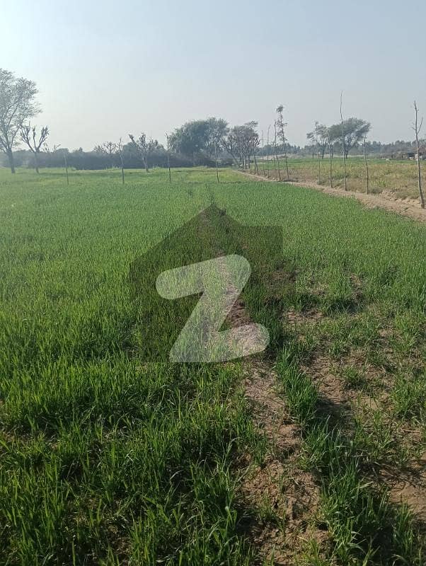 32 Kanal Dairy Form Ready From Multan City 15 Km Multan Bypass, Multan ...